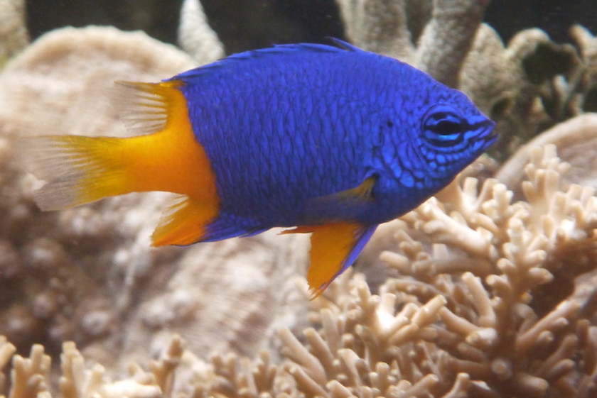 Chrysiptera arnazae - Marin/Poissons - Aqualux-Concept