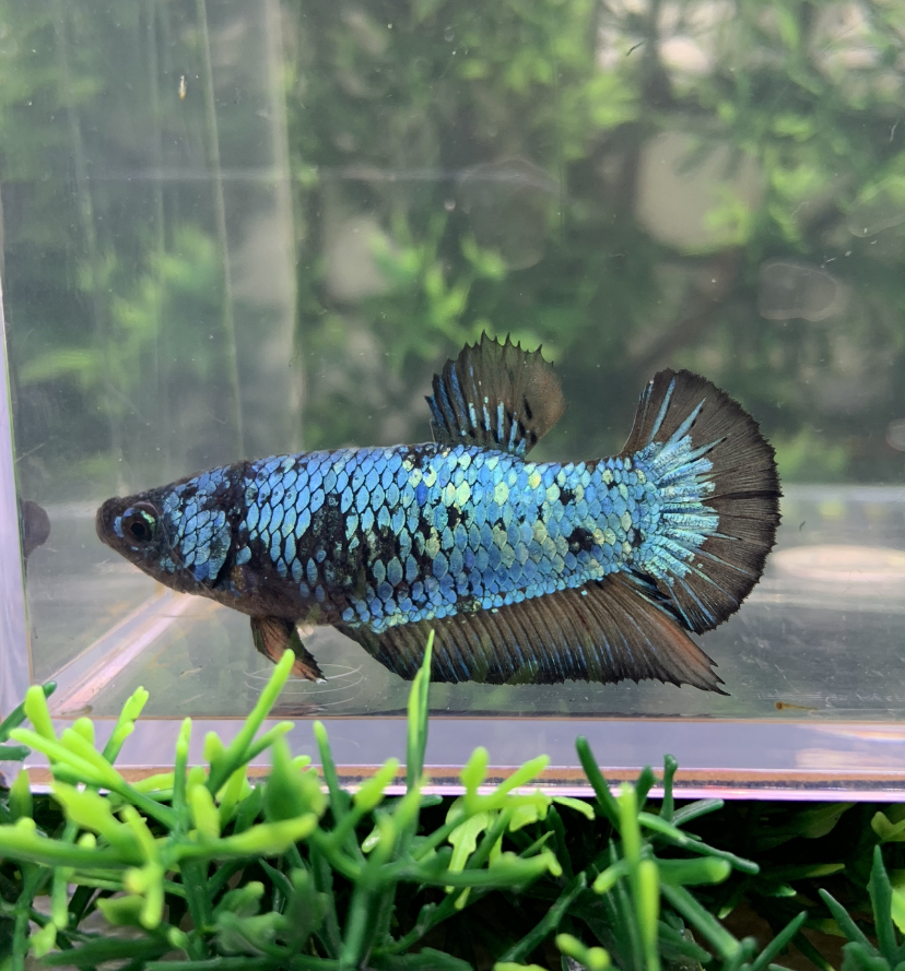 Les BETTA Femelles Plakat - BETTA Passion 69