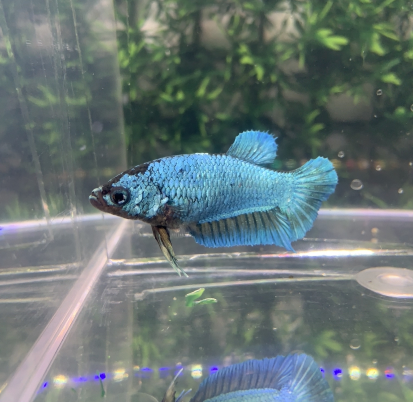 Les BETTA Femelles Plakat - BETTA Passion 69