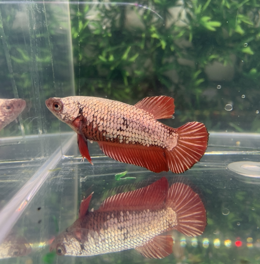 Les BETTA Femelles Plakat - BETTA Passion 69