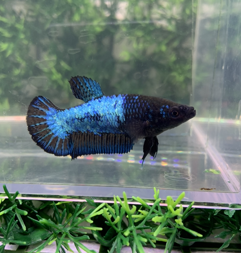 Les BETTA Femelles Plakat - BETTA Passion 69