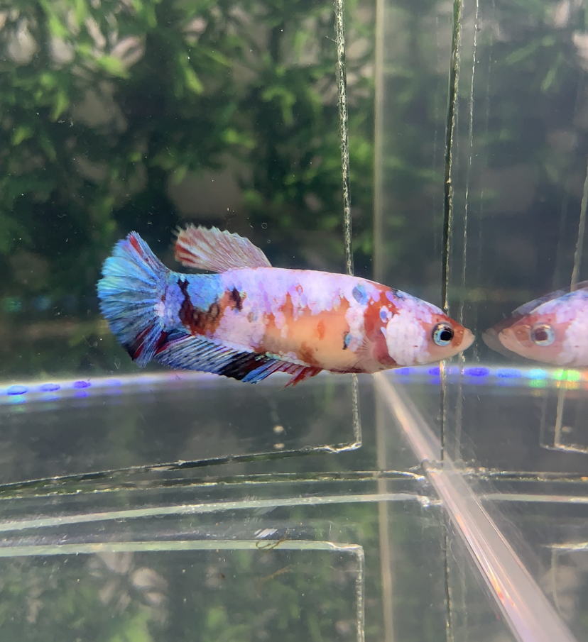 Les BETTA Femelles Plakat - BETTA Passion 69