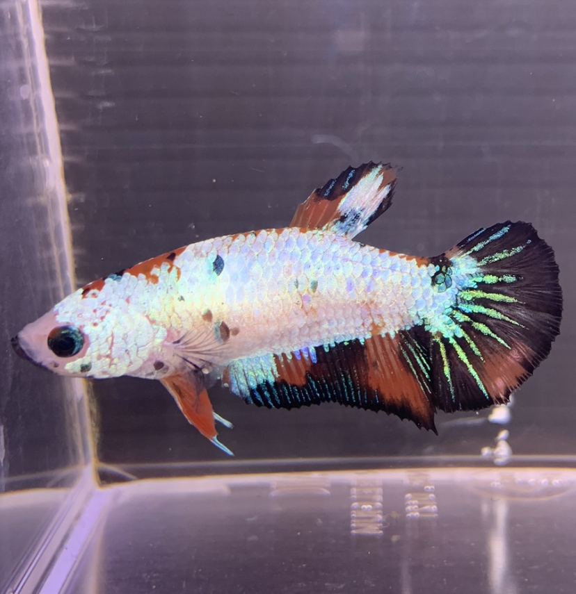 Les BETTA Femelles Plakat - BETTA Passion 69