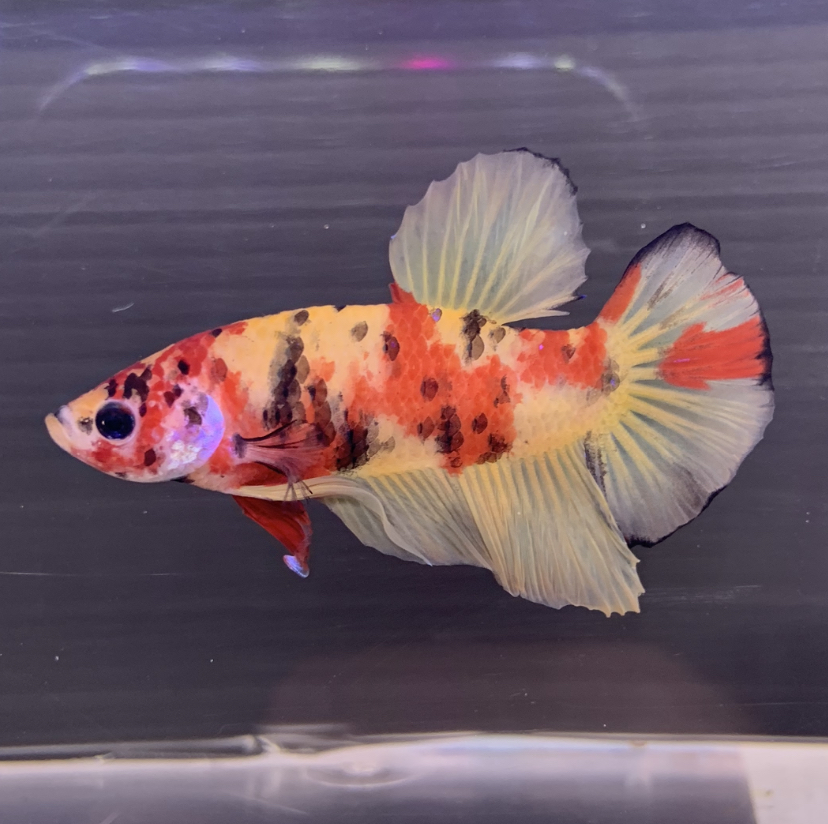 Les BETTA Mâles Plakat - betta-passion-69