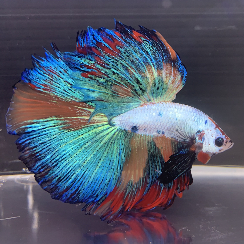 BETTA Mâle - betta-passion-69