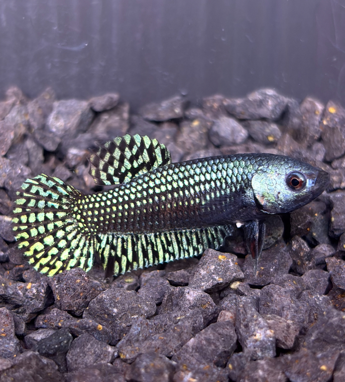 BETTA Femelle Alien Green - BETTA FEMELLES PLAKAT SAUVAGE HYBRID ...