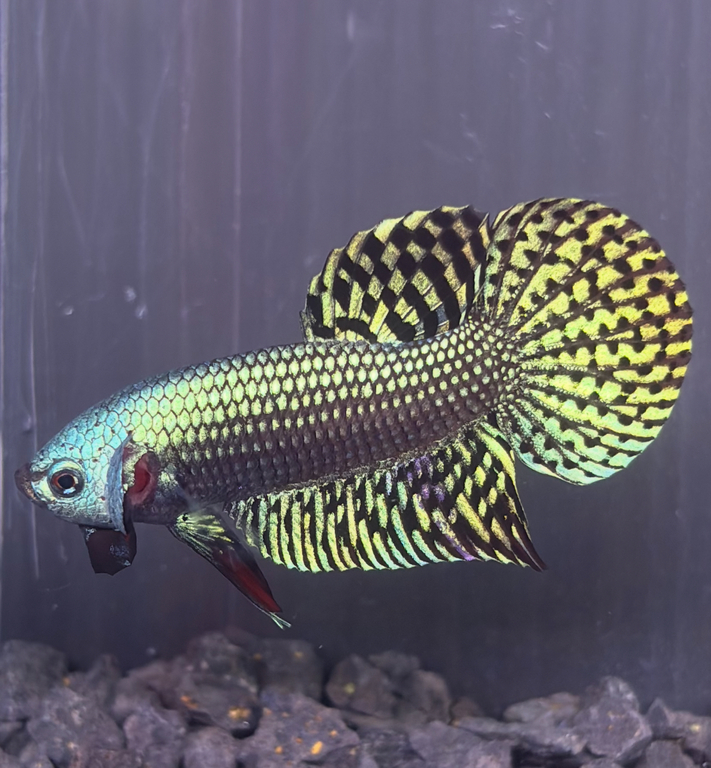 BETTA Mâle Alien GREEN - BETTA MÂLES PLAKAT SAUVAGE HYBRID - BETTA ...