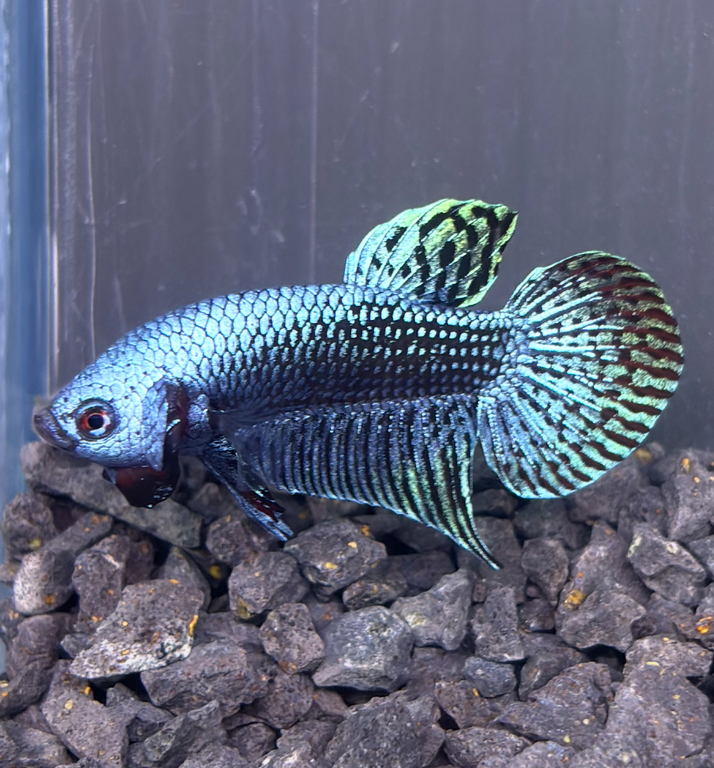 BETTA Mâle Alien GREY - BETTA MÂLES PLAKAT SAUVAGE HYBRID - BETTA ...