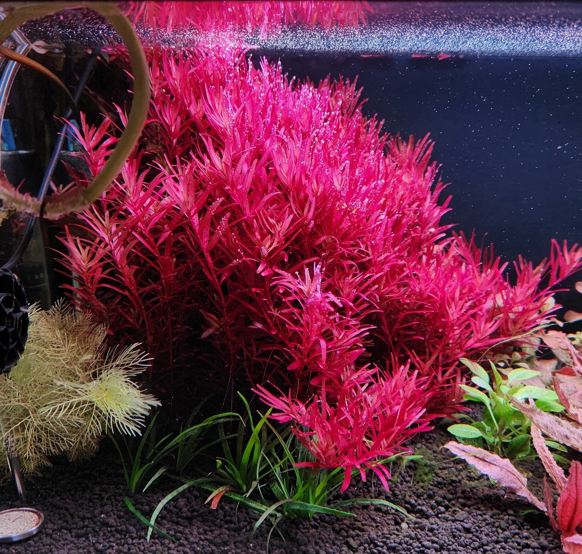 ROTALA Rotundifolia Blood Red SG - Les plantes milieu plan d'aquarium ...