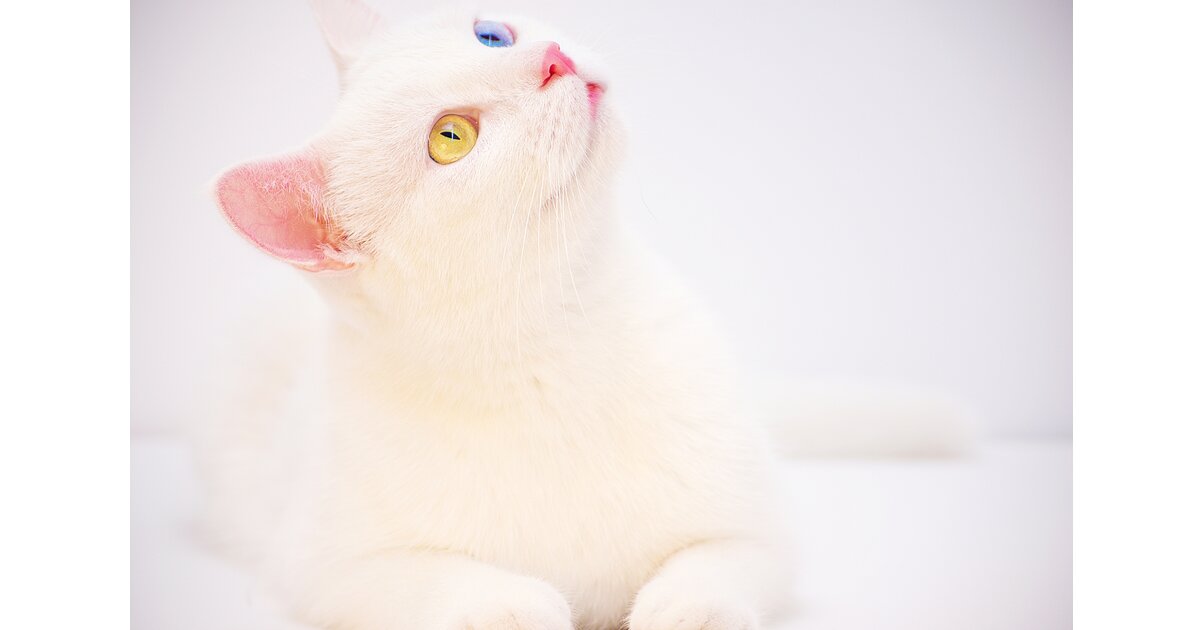 Découvrez les Fascinantes Couleurs de pelages des Chats ! - histoires ...