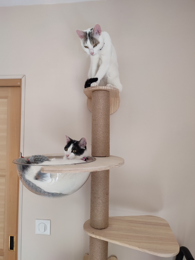 CLIMBO - l'arbre à chat mural - PARCOURO - PARCOURS MURAUX - 1filalapatte