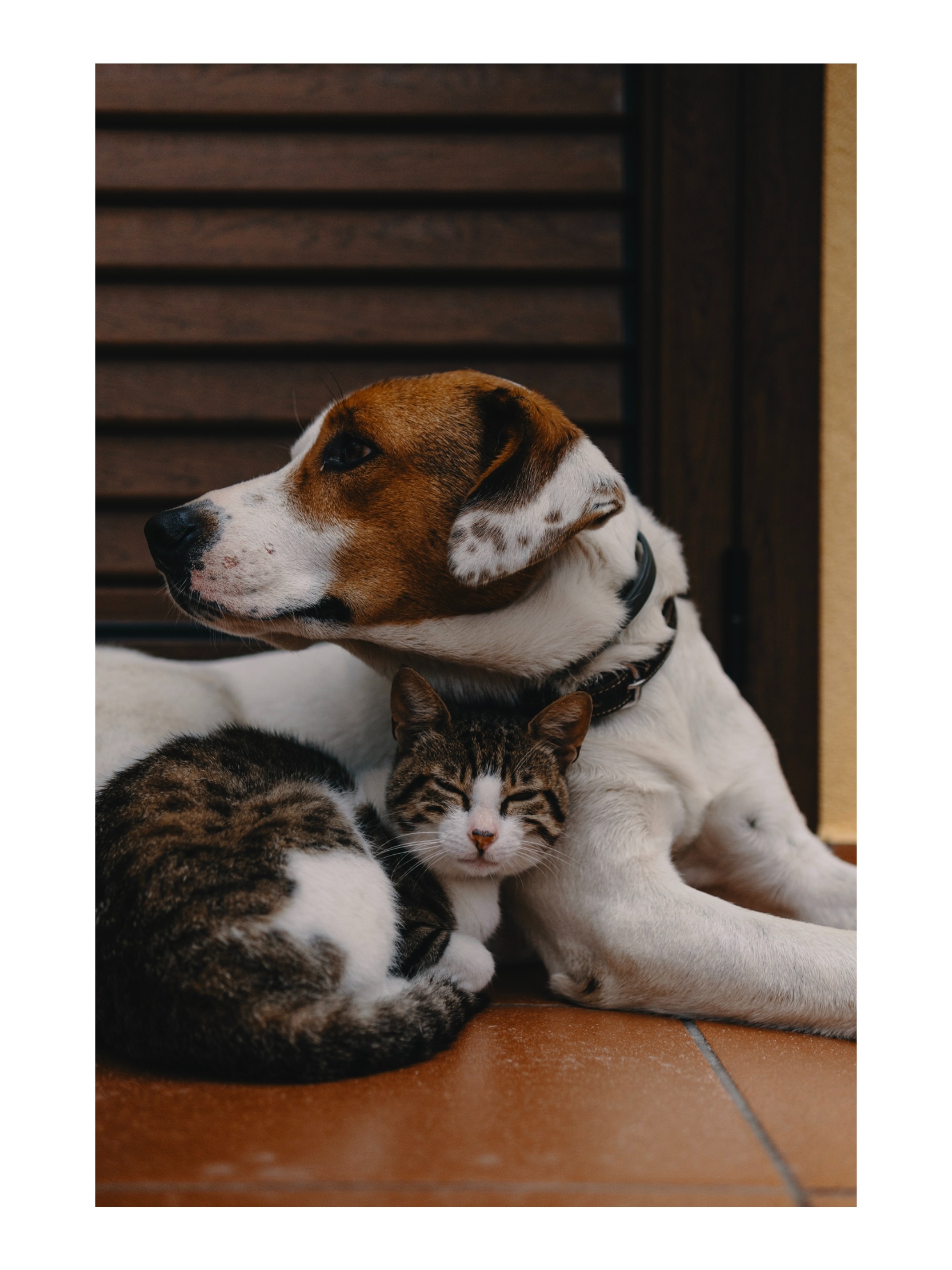 ZamZ donne les usages du chanvre chez le chat.