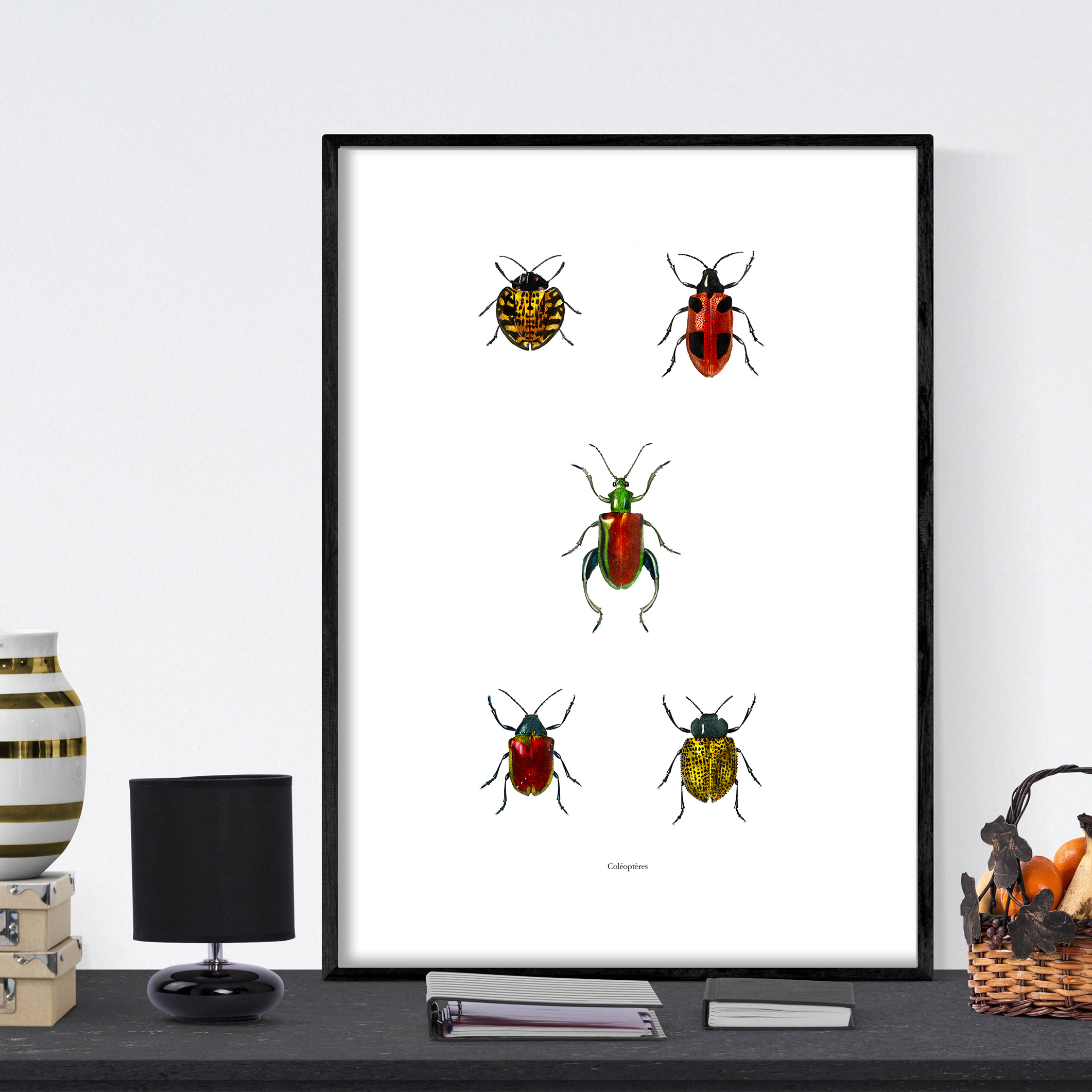 AFFICHE INSECTES 3 - Coléoptères - TOUTES LES AFFICHES/AFFICHES FAMILLE ...