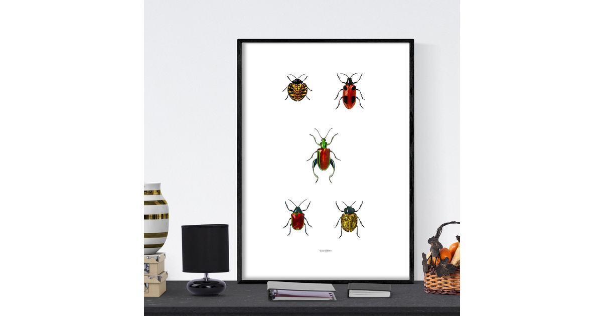 AFFICHE INSECTES 3 - Coléoptères - TOUTES LES AFFICHES/AFFICHES FAMILLE ...