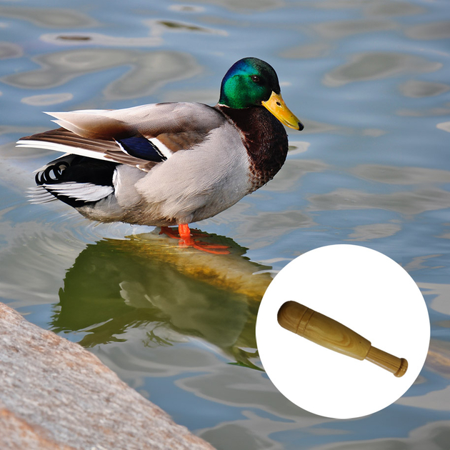 Der Entenlockvogel für die Vogelbeobachtung