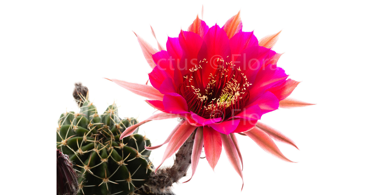 Echinopsis ‘Samurai’ - Echinopsis hybride - flora-cactus