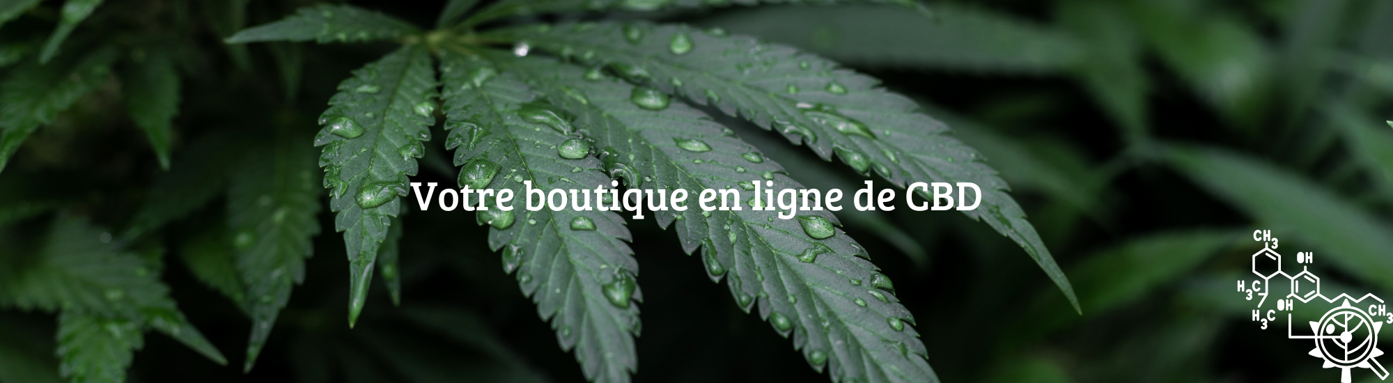 CBD-ALPHA - Votre boutique en ligne de CBD - Fleurs de CBD