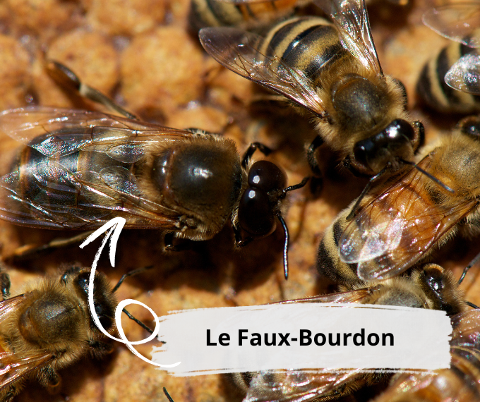 Comment fonctionne une ruche? - Les Abeilles du Lieu rémy