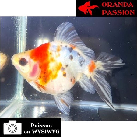 RYUKIN - oranda-passion-fr
