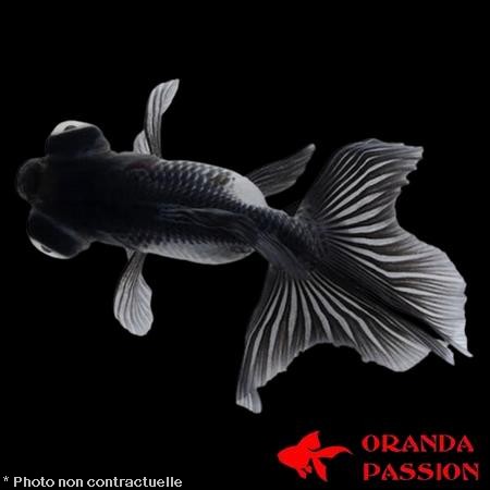 BUTTERFLY - oranda-passion-fr
