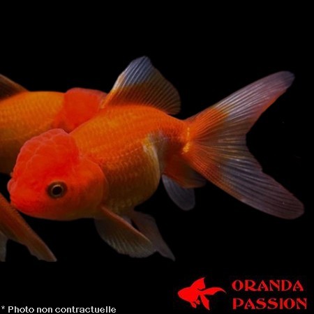 ORANDA Oranda passion fr ORANDA Oranda passion fr