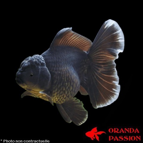 ORANDA - oranda-passion-fr