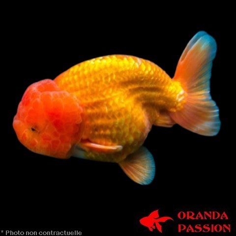 Carassius auratus-Japonais ranchu rouge 09-11 cm - RANCHU/Voile de ...