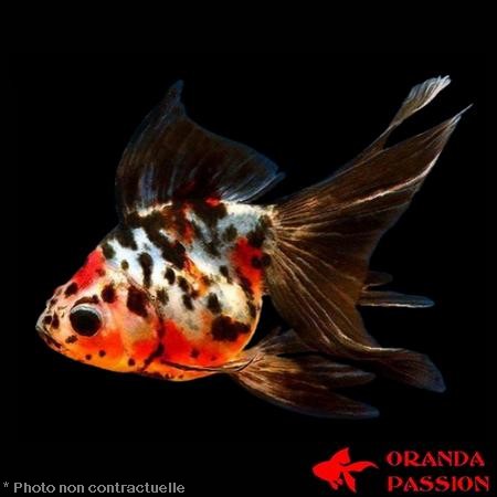 FANTAIL - oranda-passion-fr