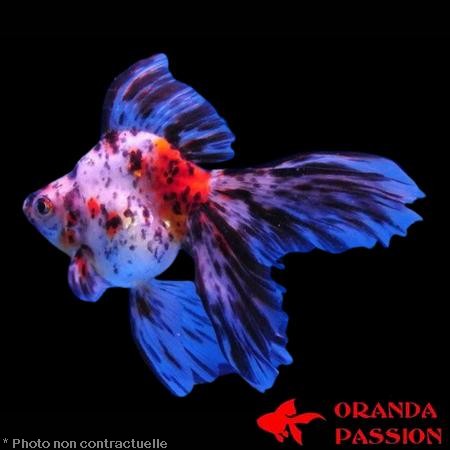 RYUKIN - oranda-passion-fr