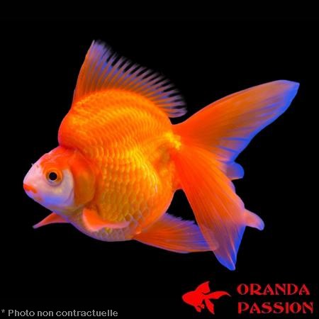RYUKIN - oranda-passion-fr