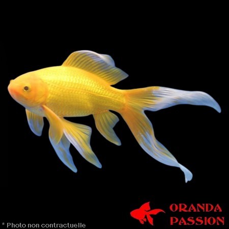 Carassius auratus-comète jaune 04-07 cm lot de 10 - POISSON ROUGE ...