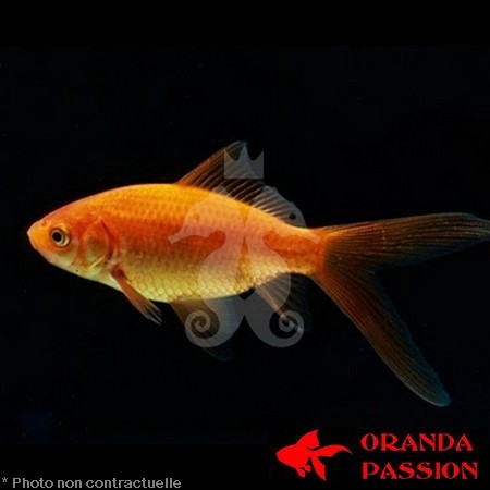 POISSON ROUGE - oranda-passion-fr