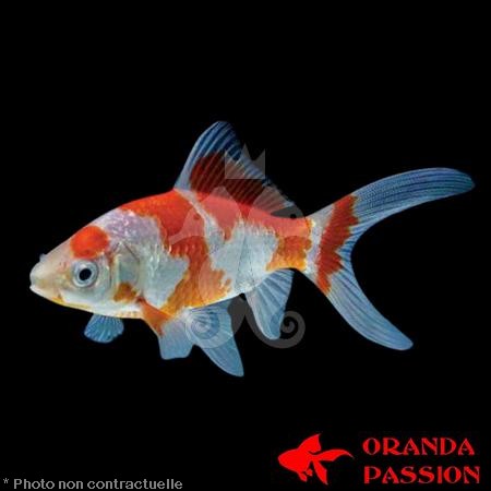 CARASSIUS AURATUS-SARASA 4-7 CM lot de 10 - POISSON ROUGE/Comètes ...