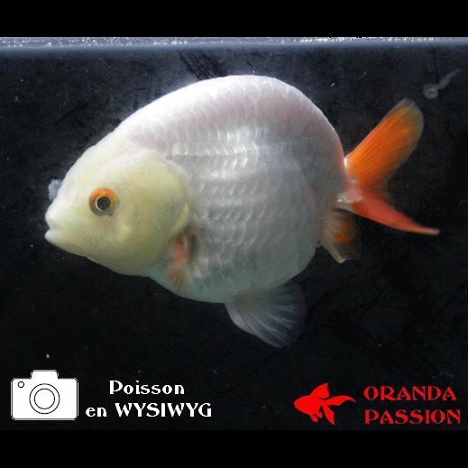 RANCHU - oranda-passion-fr