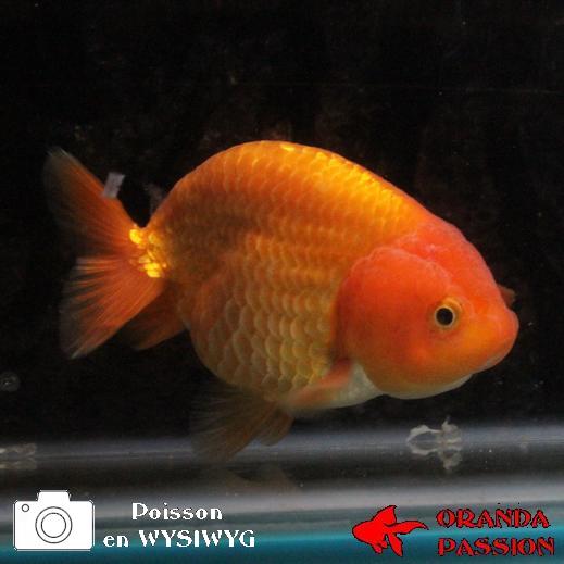 RANCHU - oranda-passion-fr