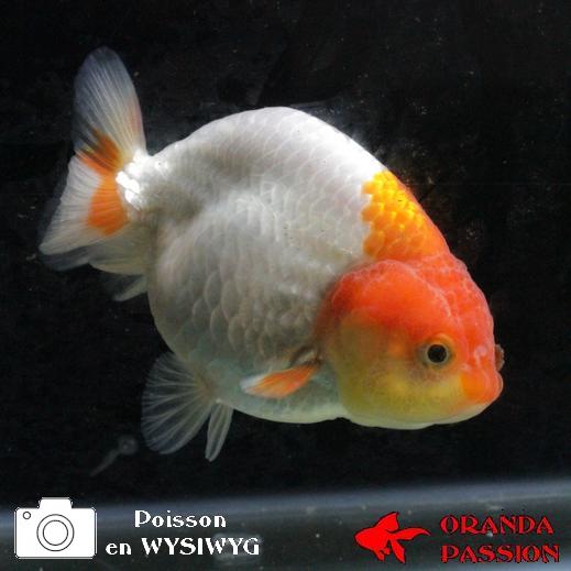 RANCHU - oranda-passion-fr