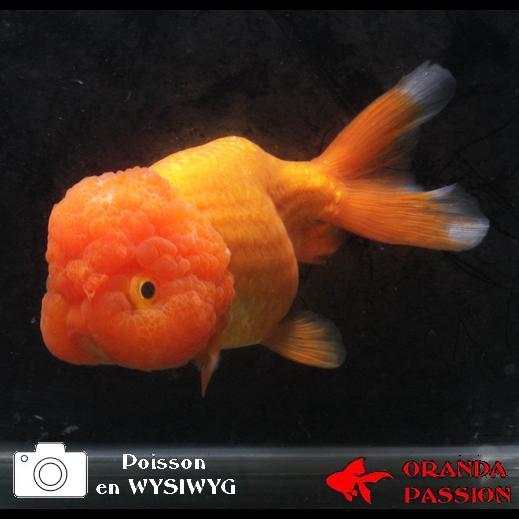 LIONHEAD - oranda-passion-fr