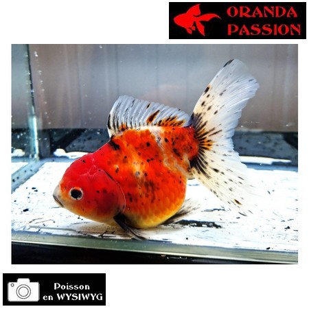 ORANDA - ORANDA en WYSIWYG - oranda-passion-fr