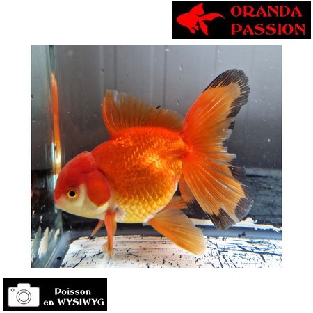 ORANDA - ORANDA en WYSIWYG - oranda-passion-fr