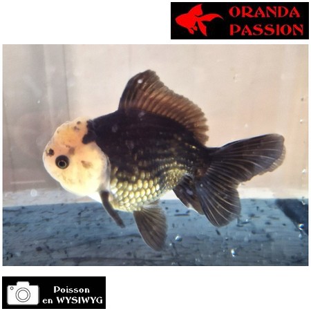ORANDA - oranda-passion-fr