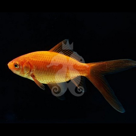 POISSON ROUGE - oranda-passion-fr