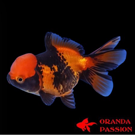 ORANDA - oranda-passion-fr