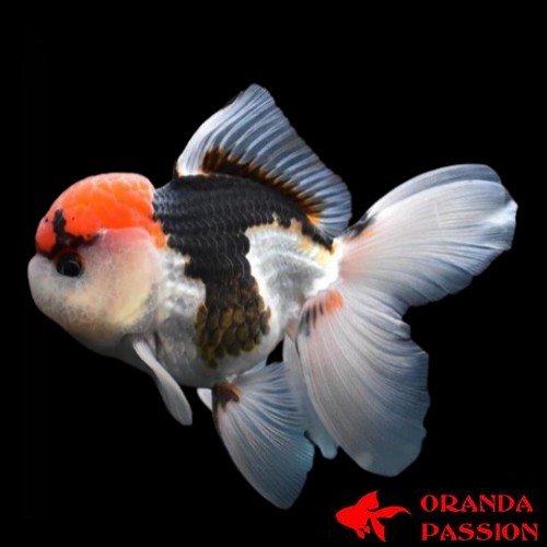 ORANDA - oranda-passion-fr