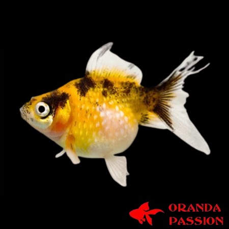 PEARLSCALE - oranda-passion-fr