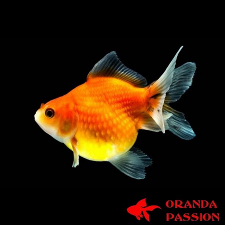 PEARLSCALE - oranda-passion-fr