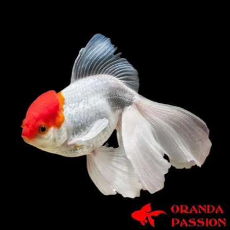 Pourquoi avoir des poissons d'eau froide ?-oranda-passion-fr
