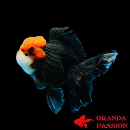 Pourquoi avoir des poissons d'eau froide ?-oranda-passion-fr
