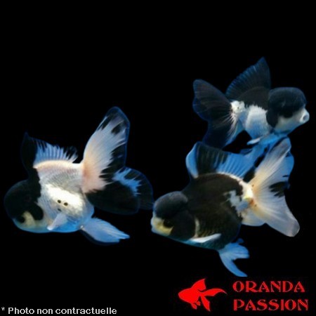 Vente de poissons rouge et voile de chine de Qualité PREMIUM