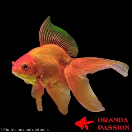 Vente de poissons rouge et voile de chine de Qualité PREMIUM