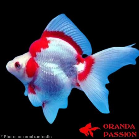 Vente de poissons rouge et voile de chine de Qualité PREMIUM